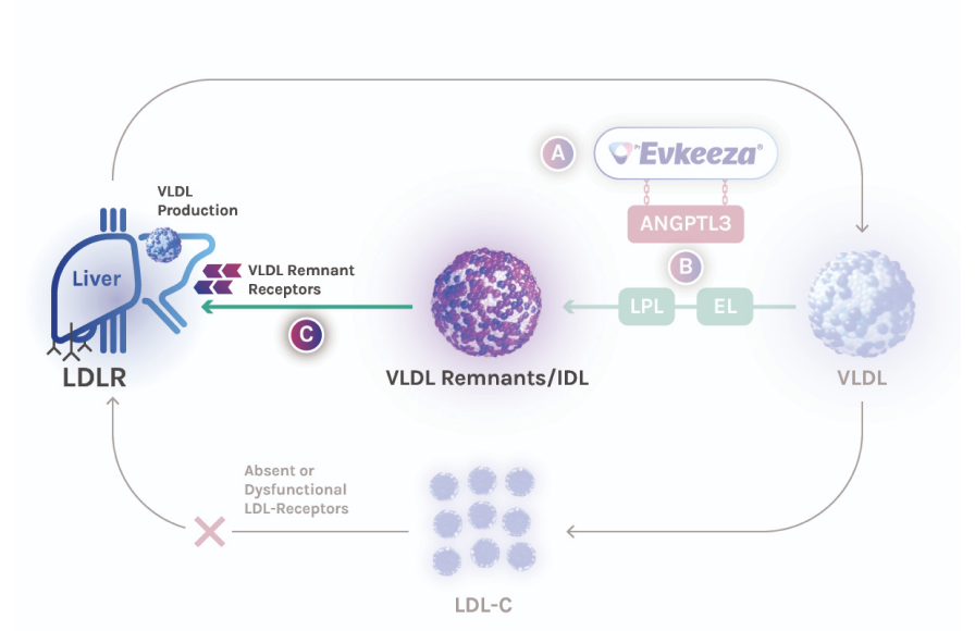 Mechanism of Action — Evkeeza®