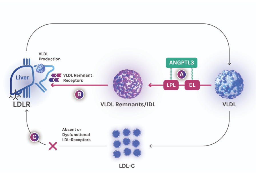 Mechanism of Action — Evkeeza®